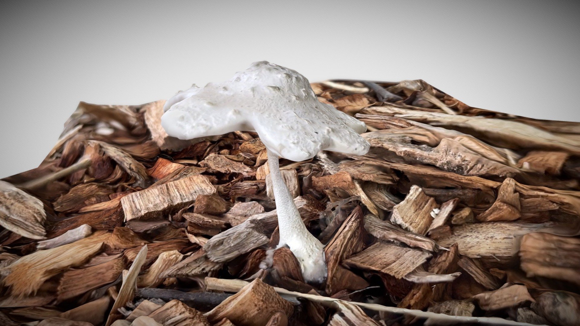 3D Fungi Mushroom captured in Scaniverse - 3D model by Luke Jeffrey ...