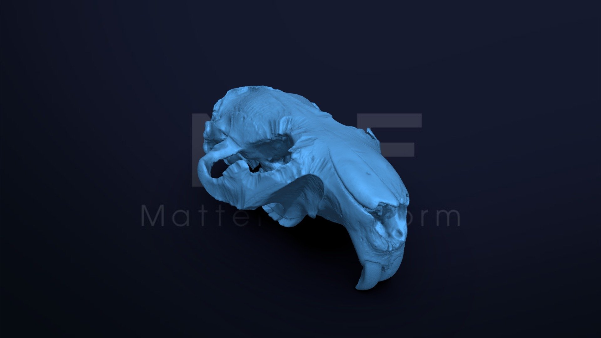 Skull Scan - Download Free 3D model by Matter and Form (@matterandform ...