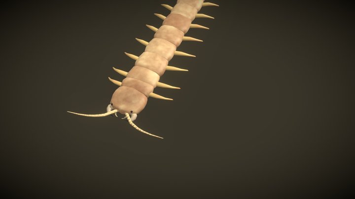 Worm 3D models - Sketchfab