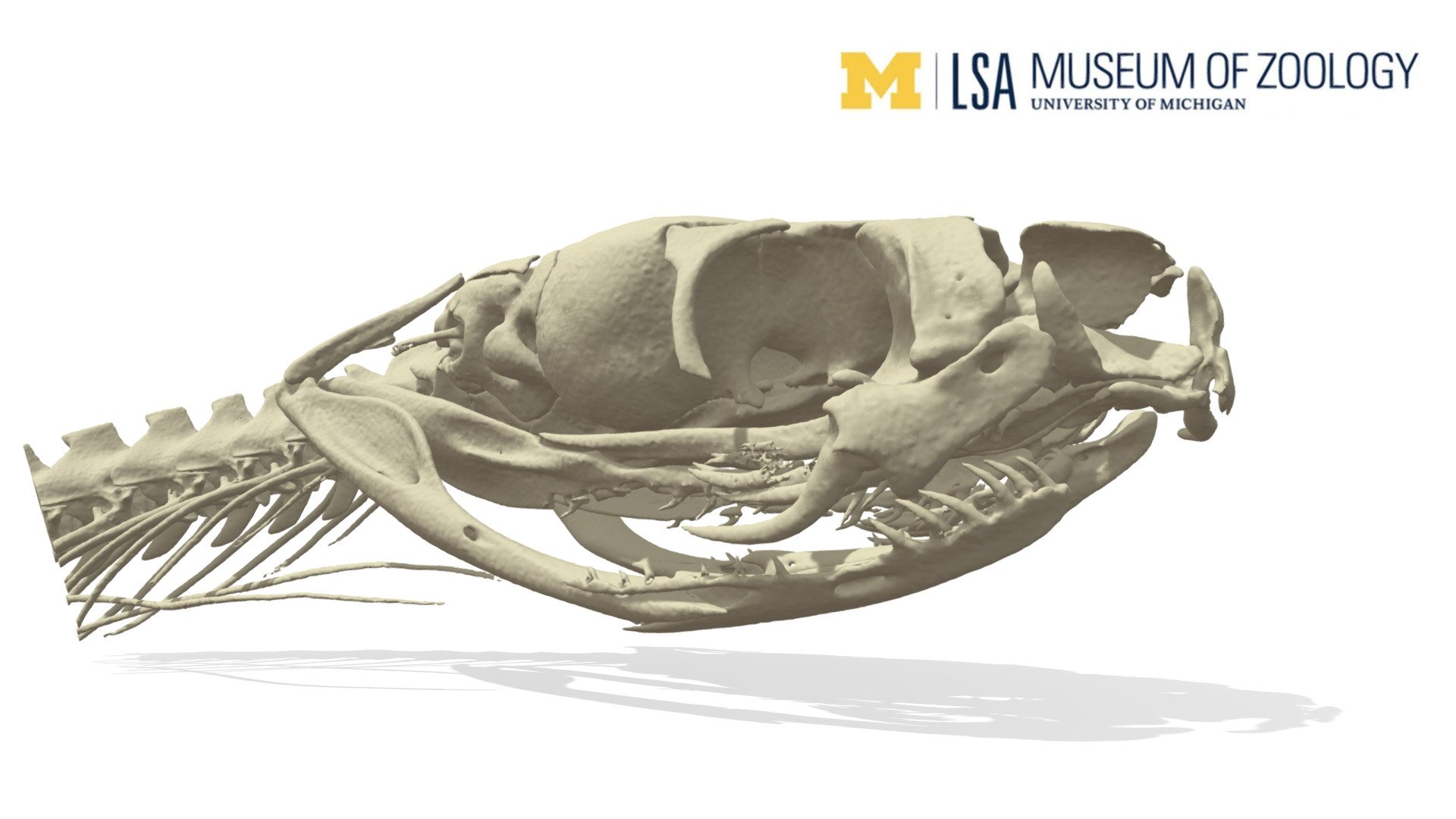 Fea's viper - 3D model by Michigan Herpetology (UMMZ ...