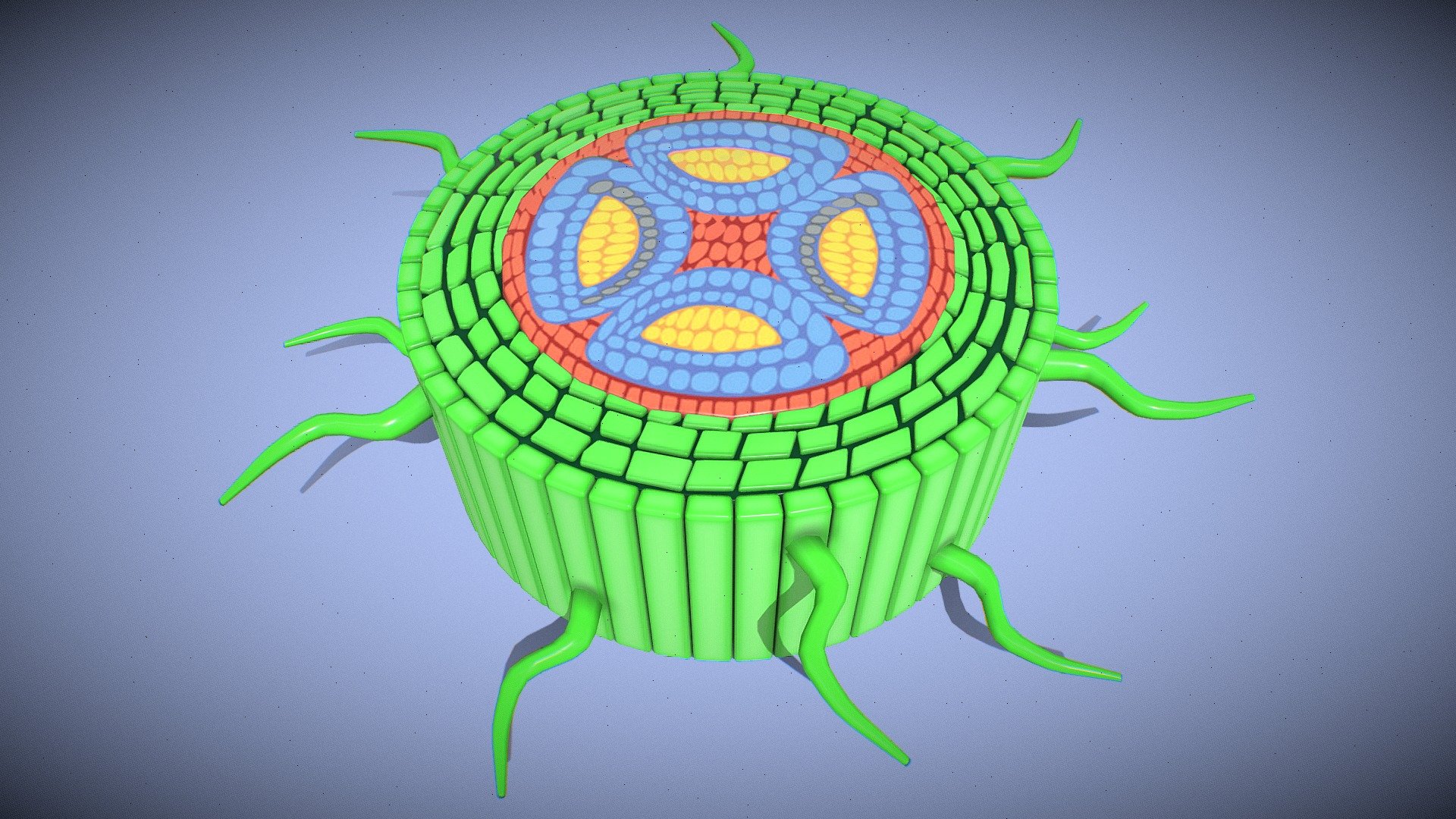 Internal Root Structure - Download Free 3D model by arloopa [ab72ac8 ...