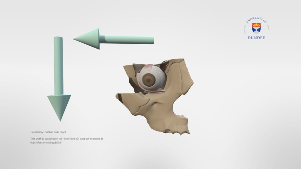 Abduction and depression - Download Free 3D model by University of ...
