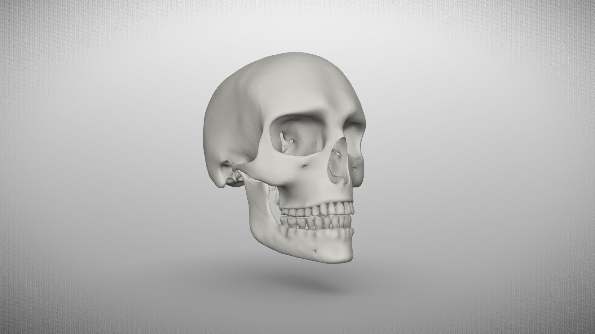 Human Skull - 3D model by ER Walker (@er.walker) [ab765fb] - Sketchfab