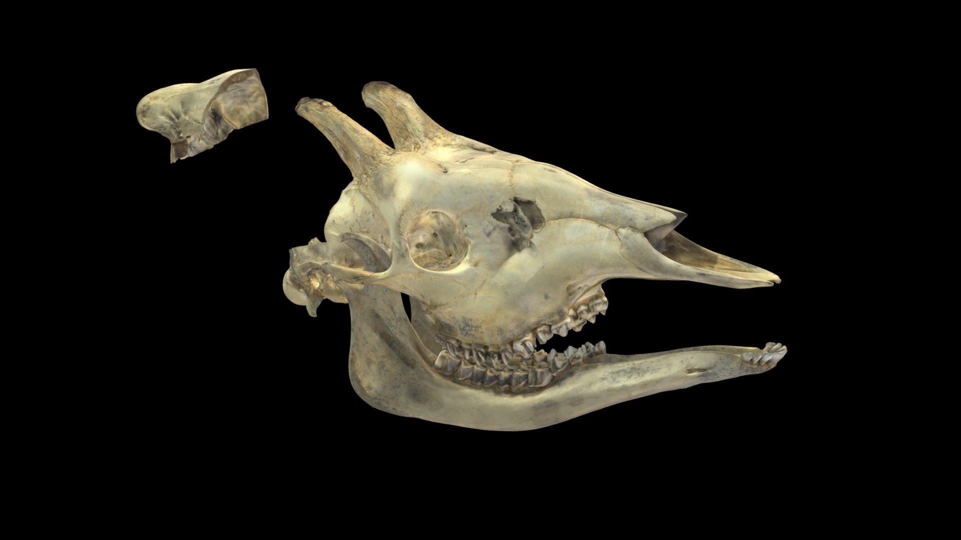 Okapi Skull With Necropsied Cap - 3D model by Blackburn Lab (@ufherps ...