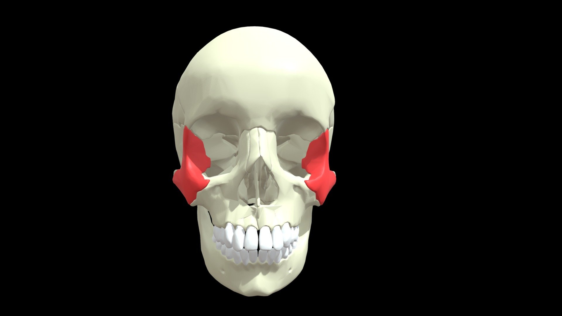 Zygomatic Bones - Download Free 3D model by Anatomary [ab811f7] - Sketchfab