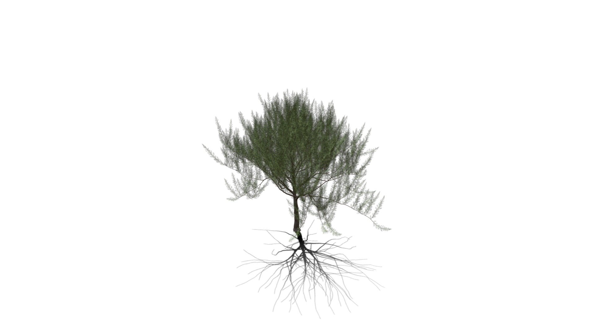 Realistic HD French tamarisk (19/20) - Download Free 3D model by ...