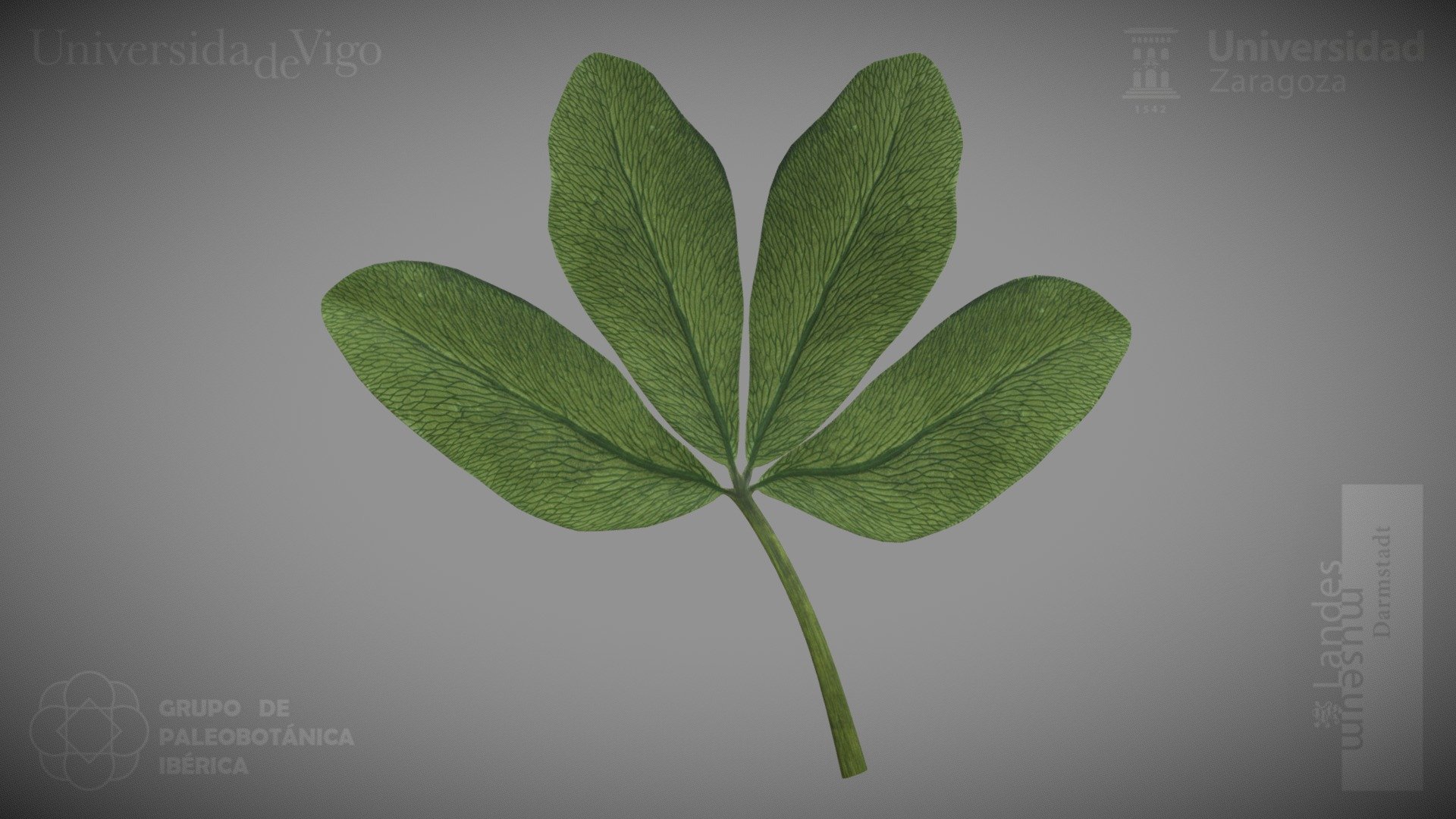 Sagenopteris elliptica - 3D model by Museo Virtual. Grupo de ...