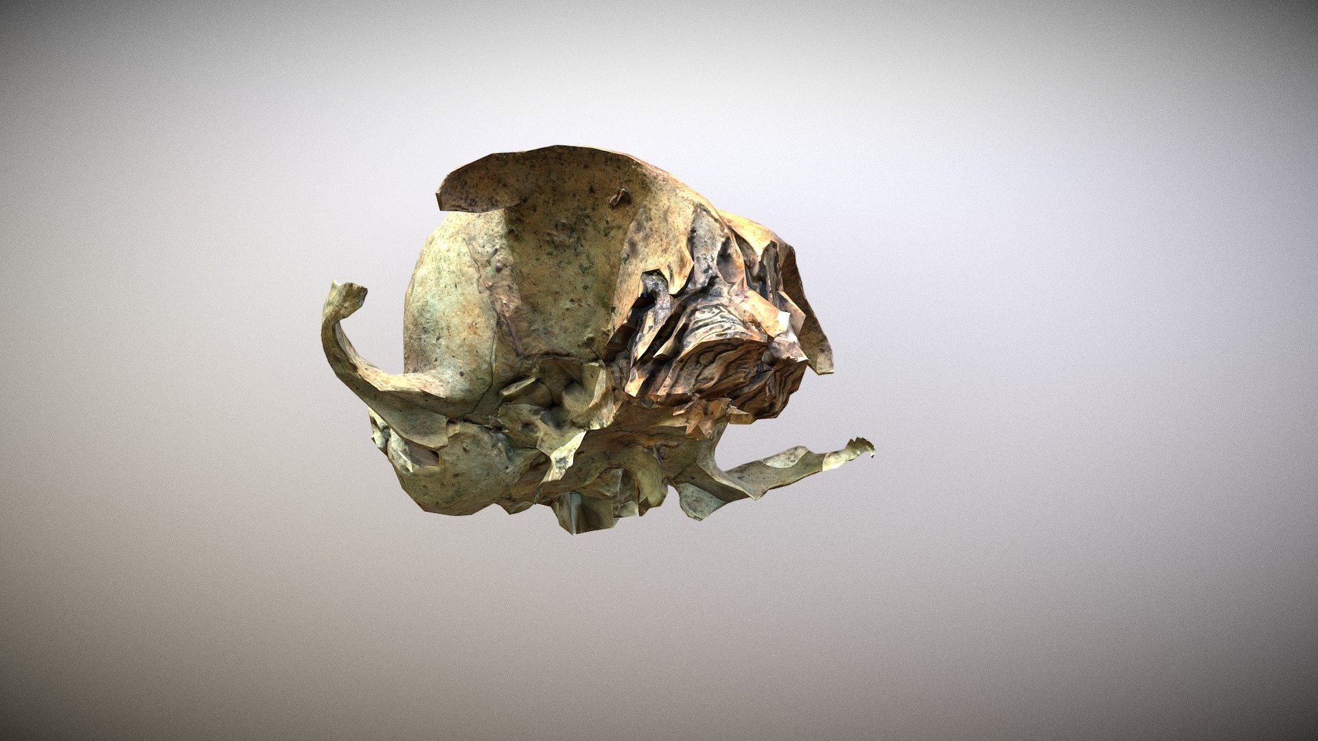 Photorealistic Small Skull 3 Lowpoly - Buy Royalty Free 3D model by ...