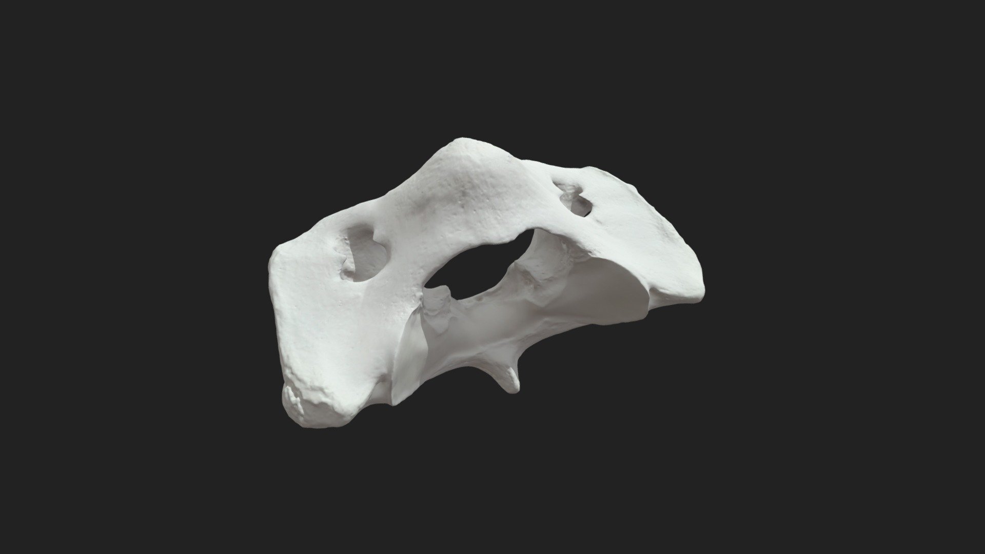 1st cervical vertebra (atlas) mini pig - 3D model by vetanatMunich ...