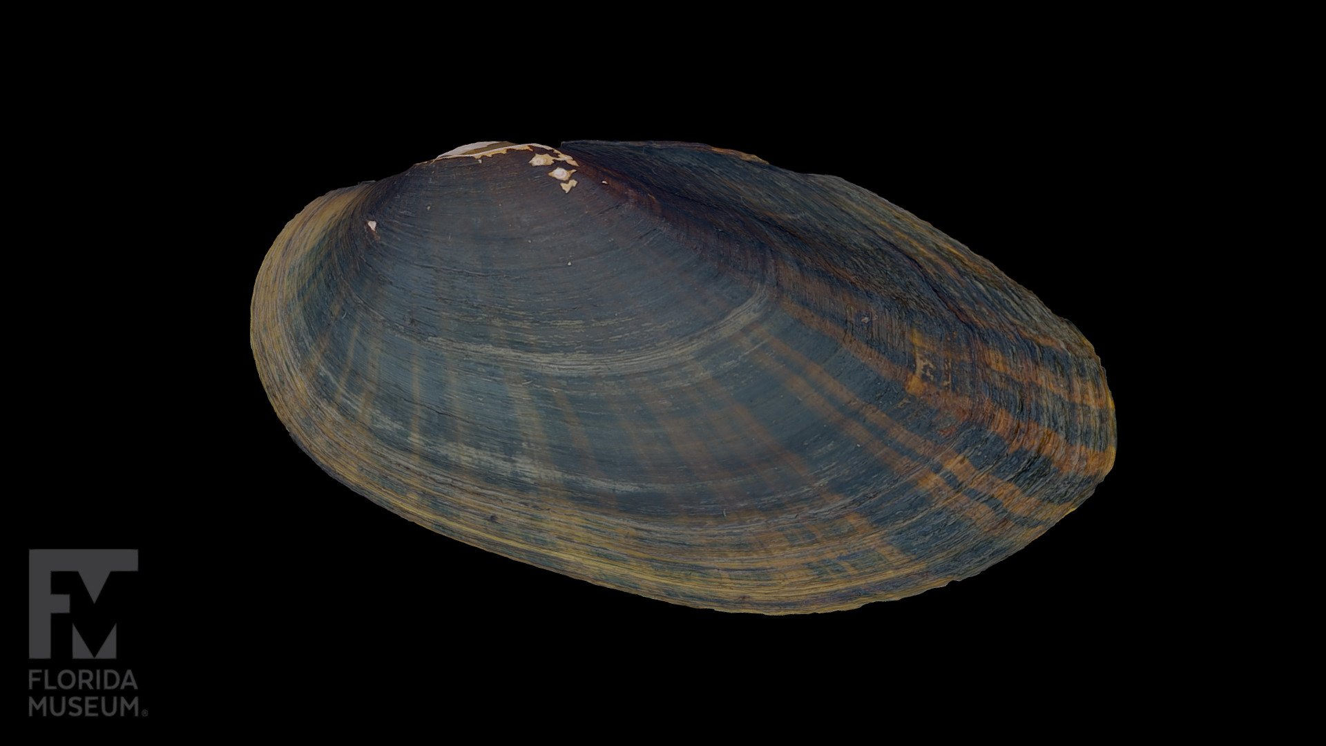 Downy rainbow - Freshwater Mussel - 3D model by FloridaMuseum [ab9877e ...
