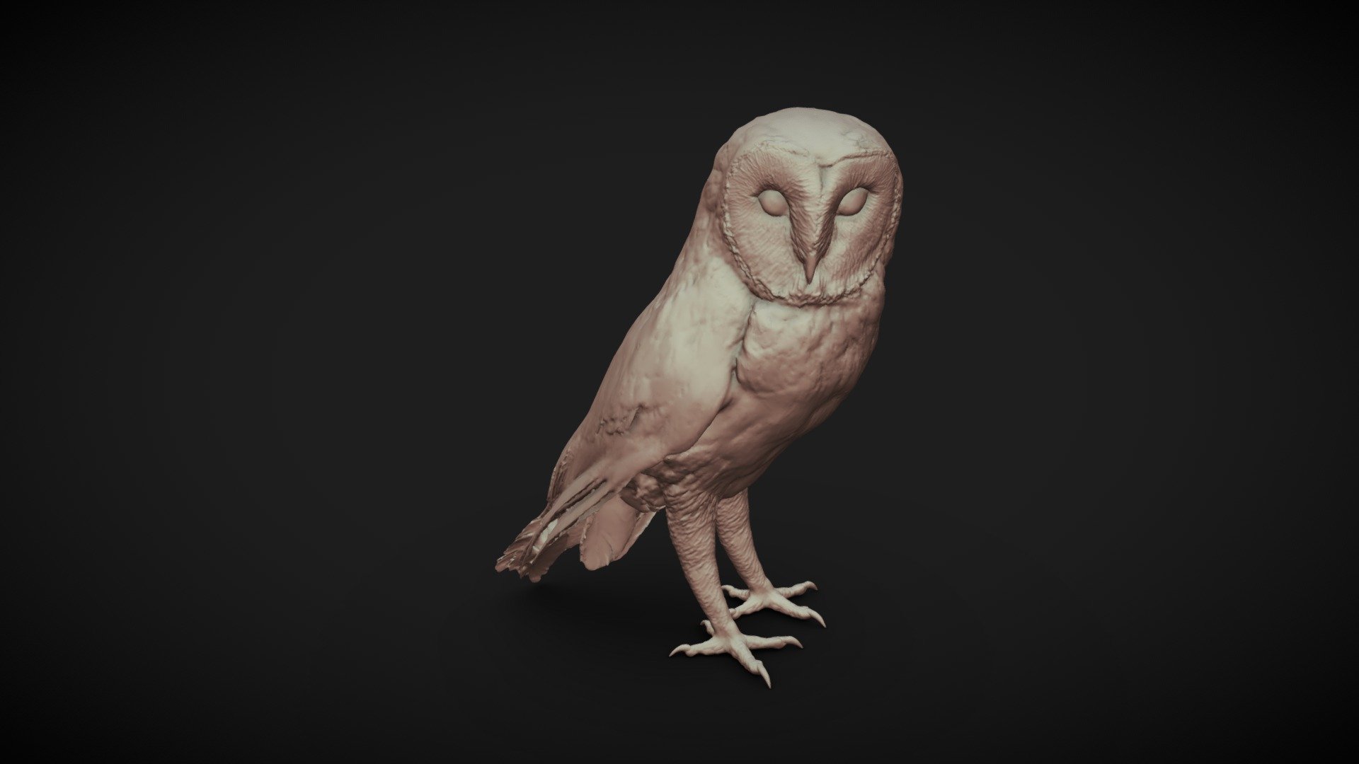 Barn Owl - 3D model by 4dmage [aba7d66] - Sketchfab
