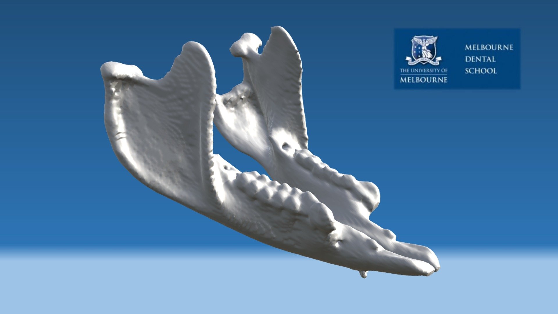 Possum Mandible (2) - 3D model by Melbourne Dental School ...