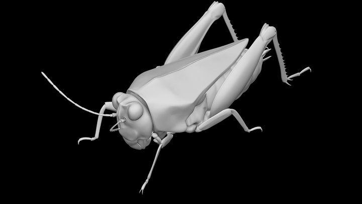 Locust 3D models - Sketchfab