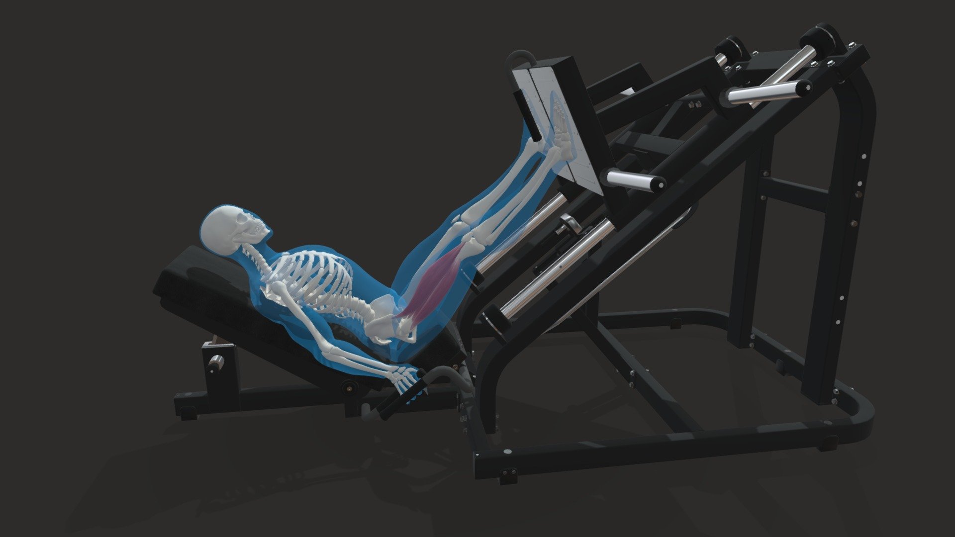 The Plate Loaded Leg press - 3D model by Mike - 3D Muscle Model ...
