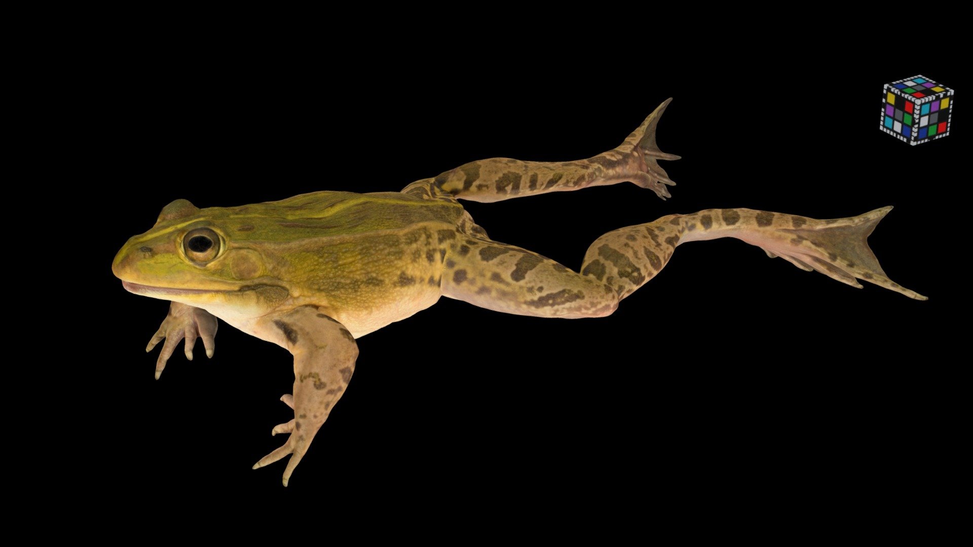 CC0 トノサマガエル 🐸 ♂ Black-spotted Pond Frog - Download Free 3D model by ...