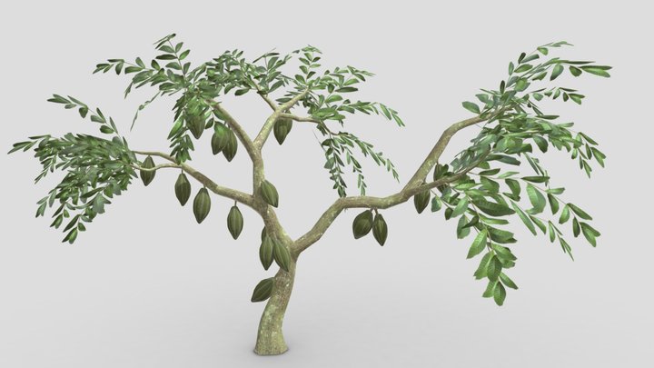 Cacao-tree 3D models - Sketchfab