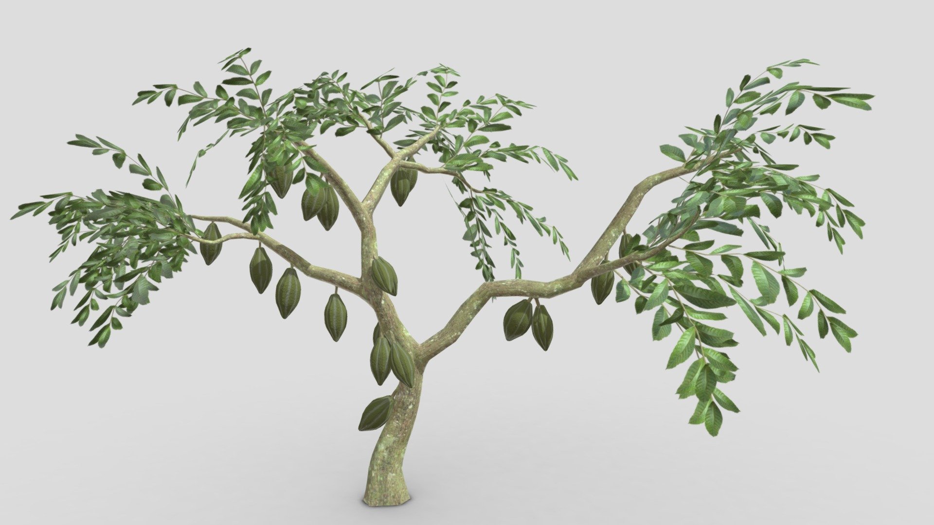 Cacao Tree( Green Fruit)- 07 - Buy Royalty Free 3D model by ASMA3D ...