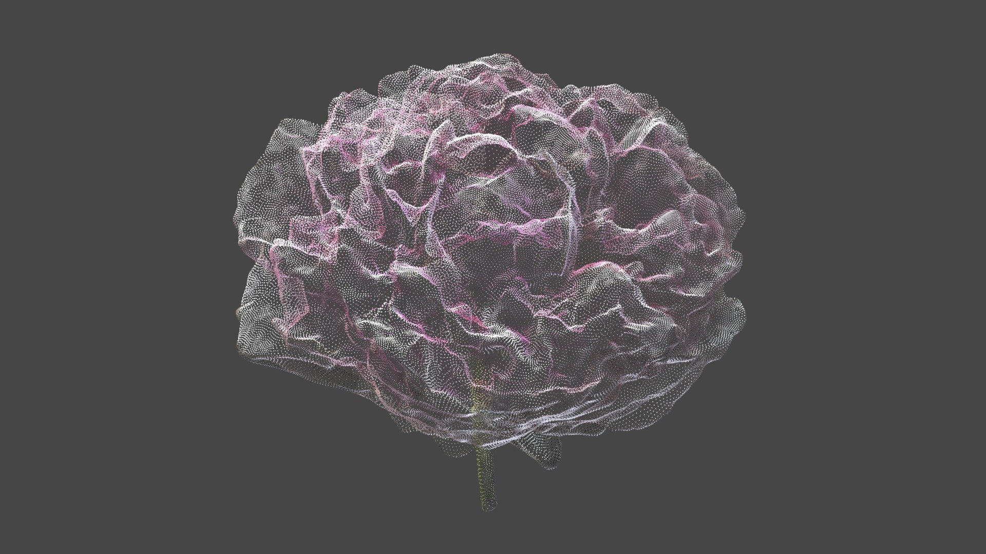 Peony point cloud - Download Free 3D model by Terrie Simmons-Ehrhardt ...