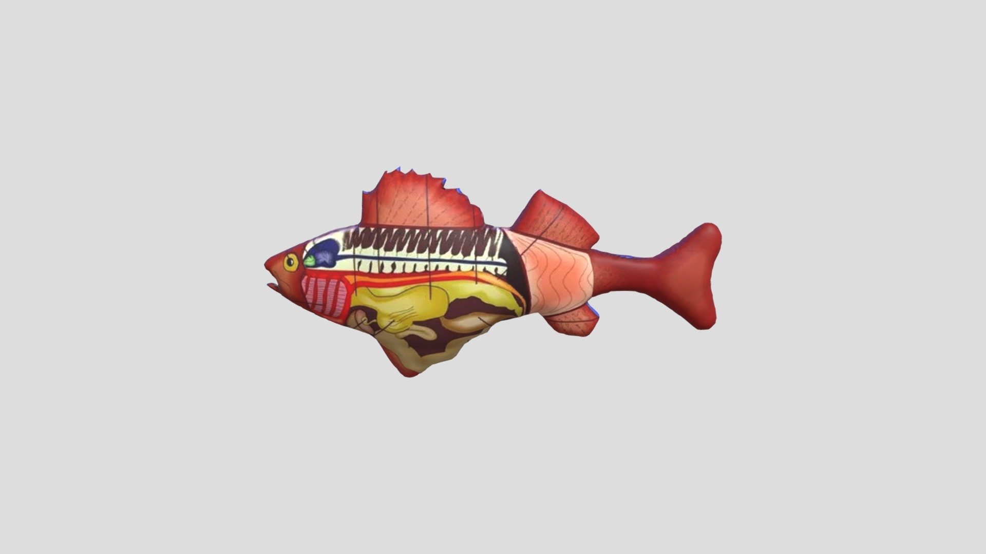Bagian Tubuh Ikan - Download Free 3D model by sandidwisaputra66 ...