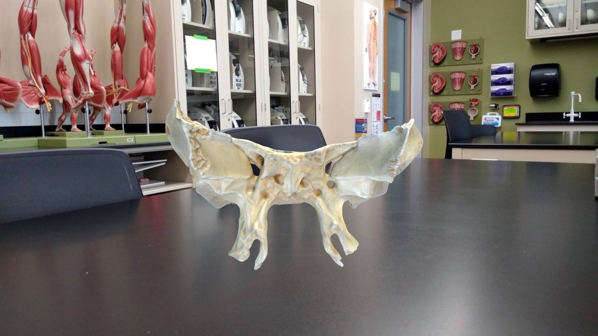 sphenoid bone - 3D model by Dr. Alex Cheroske (@aquaman27) [abcb1bf ...