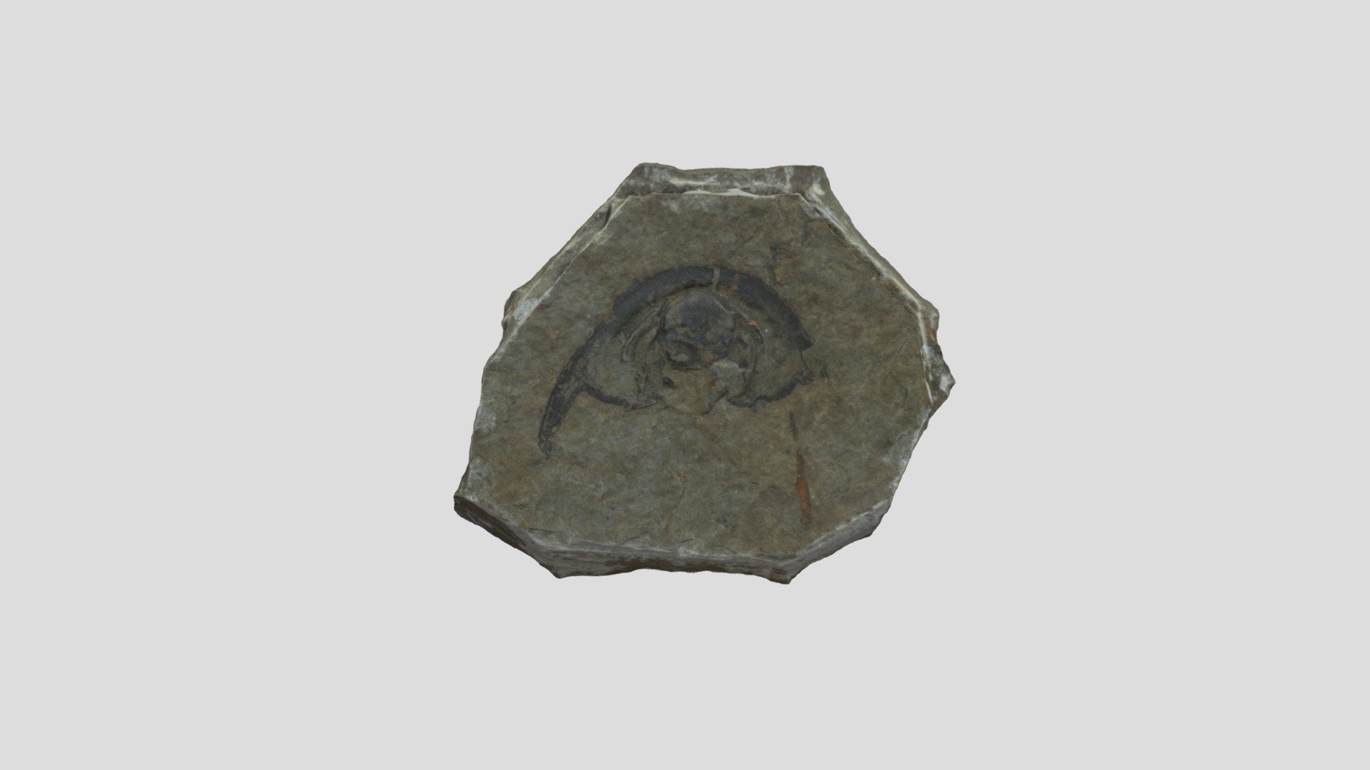 LACMIP 26752.1 Holmia rowei - Download Free 3D model by Natural History ...