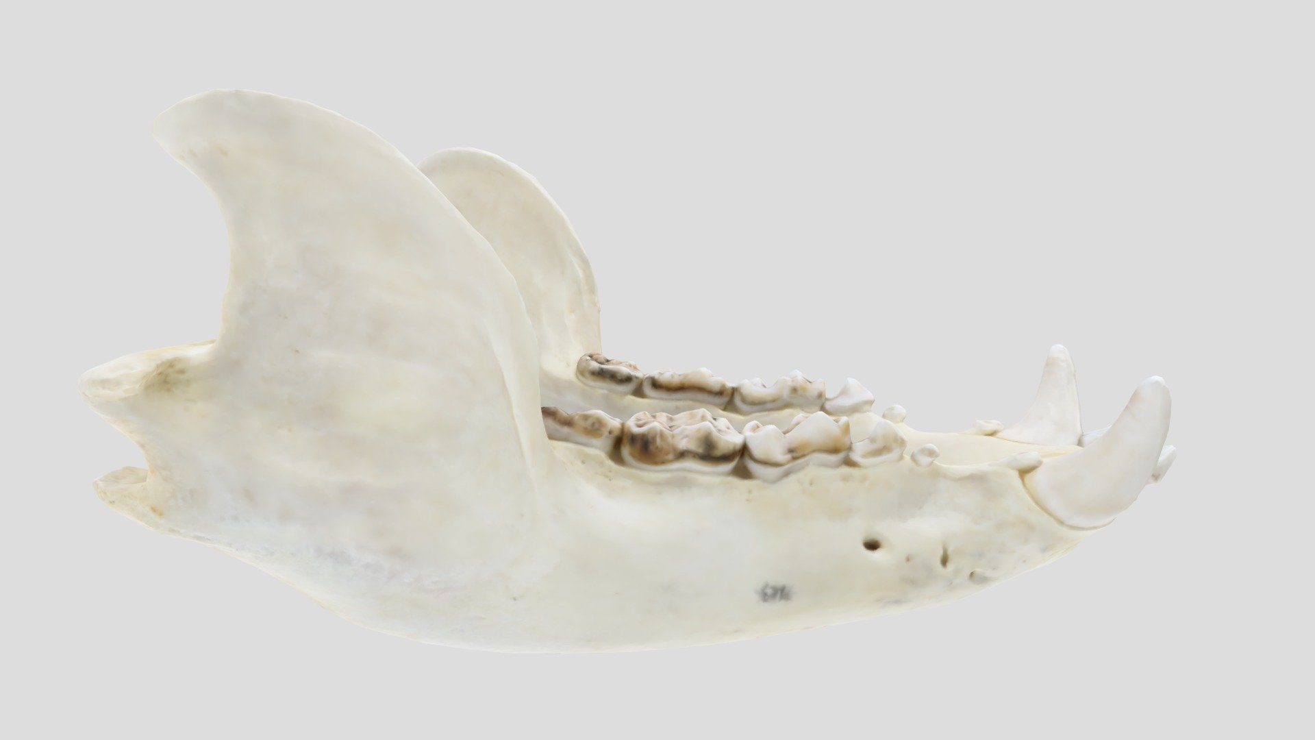 UWYMV:Mamm:6721, Ursus americanus, Mandible - Download Free 3D model by ...