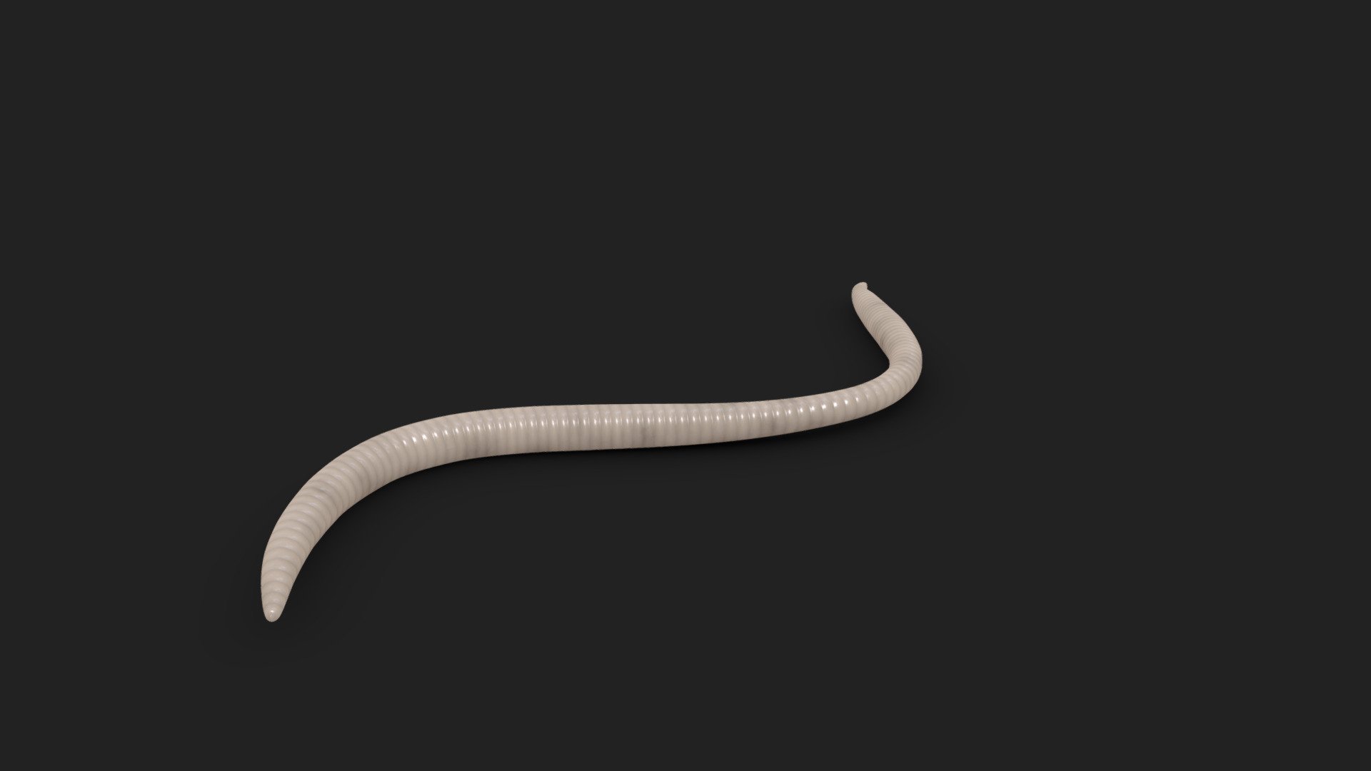 Enchytraeus - Download Free 3D model by .hapto GmbH (@.hapto) [abce35c ...