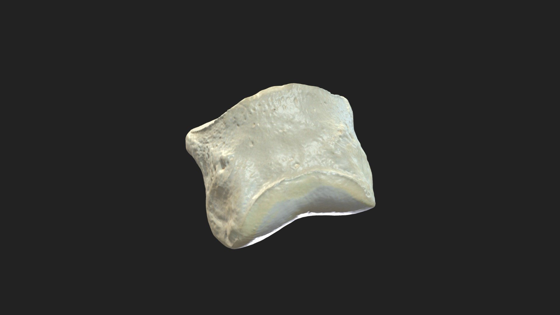 short pastern bone (os coronale) horse - Download Free 3D model by ...