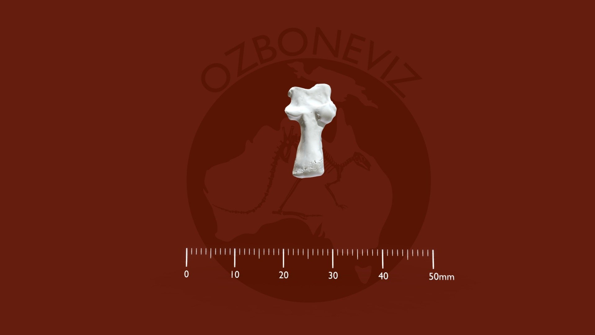 Desert rat-kangaroo calcaneus - 3D model by Ozboneviz [abd447d] - Sketchfab