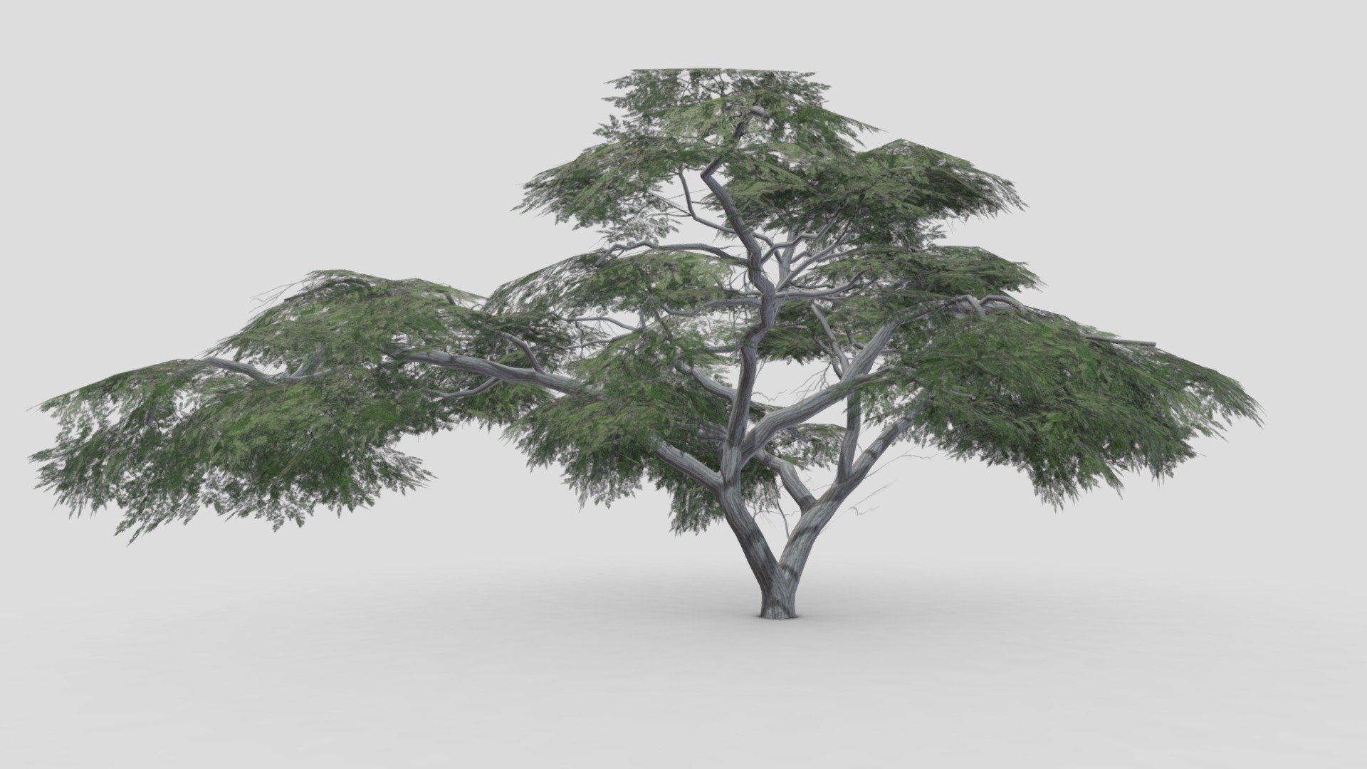 Acacia Tree-S14 - Buy Royalty Free 3D model by ASMA3D [abdb18c ...