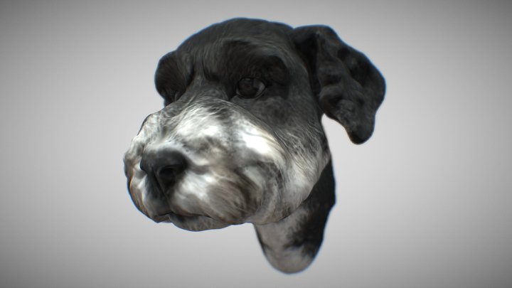 Cockapoo 3D models - Sketchfab