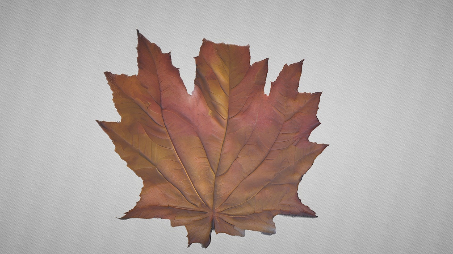 Maple leaf - Buy Royalty Free 3D model by tkkjee [abe3ac7] - Sketchfab ...