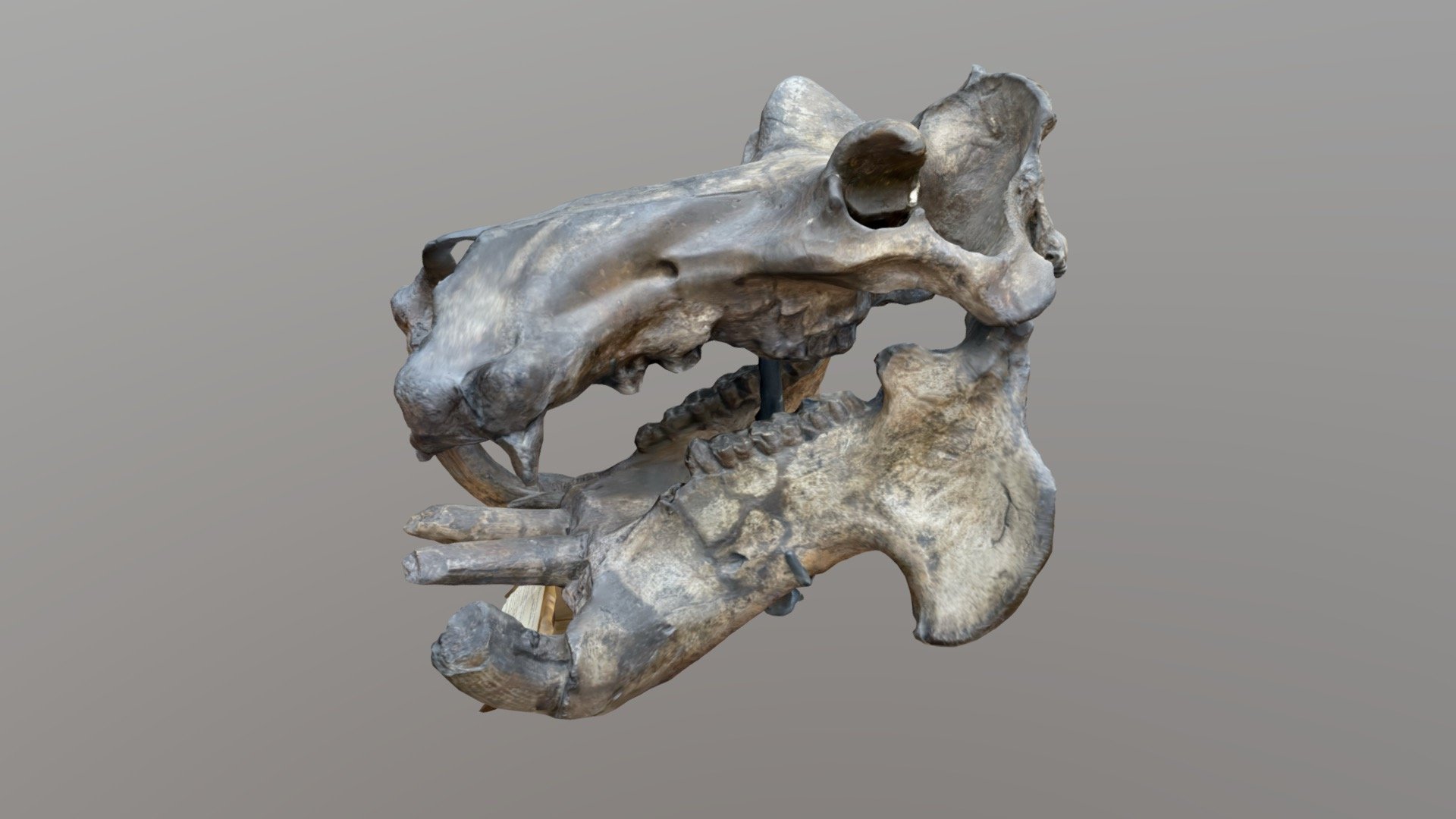 hippopotamus anticus - Download Free 3D model by Tavernier Amaury ...