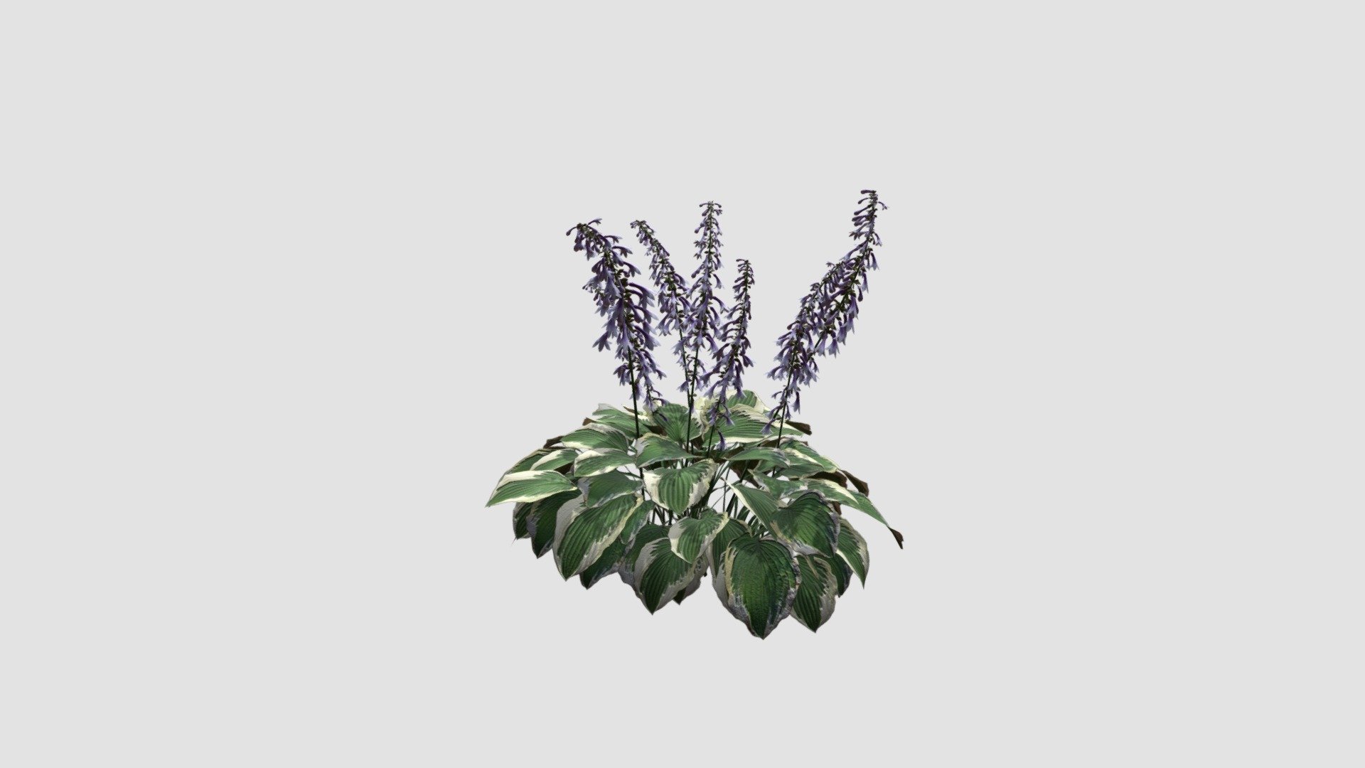 Hosta Fortunei - Buy Royalty Free 3D model by Evermotion [abf68af ...
