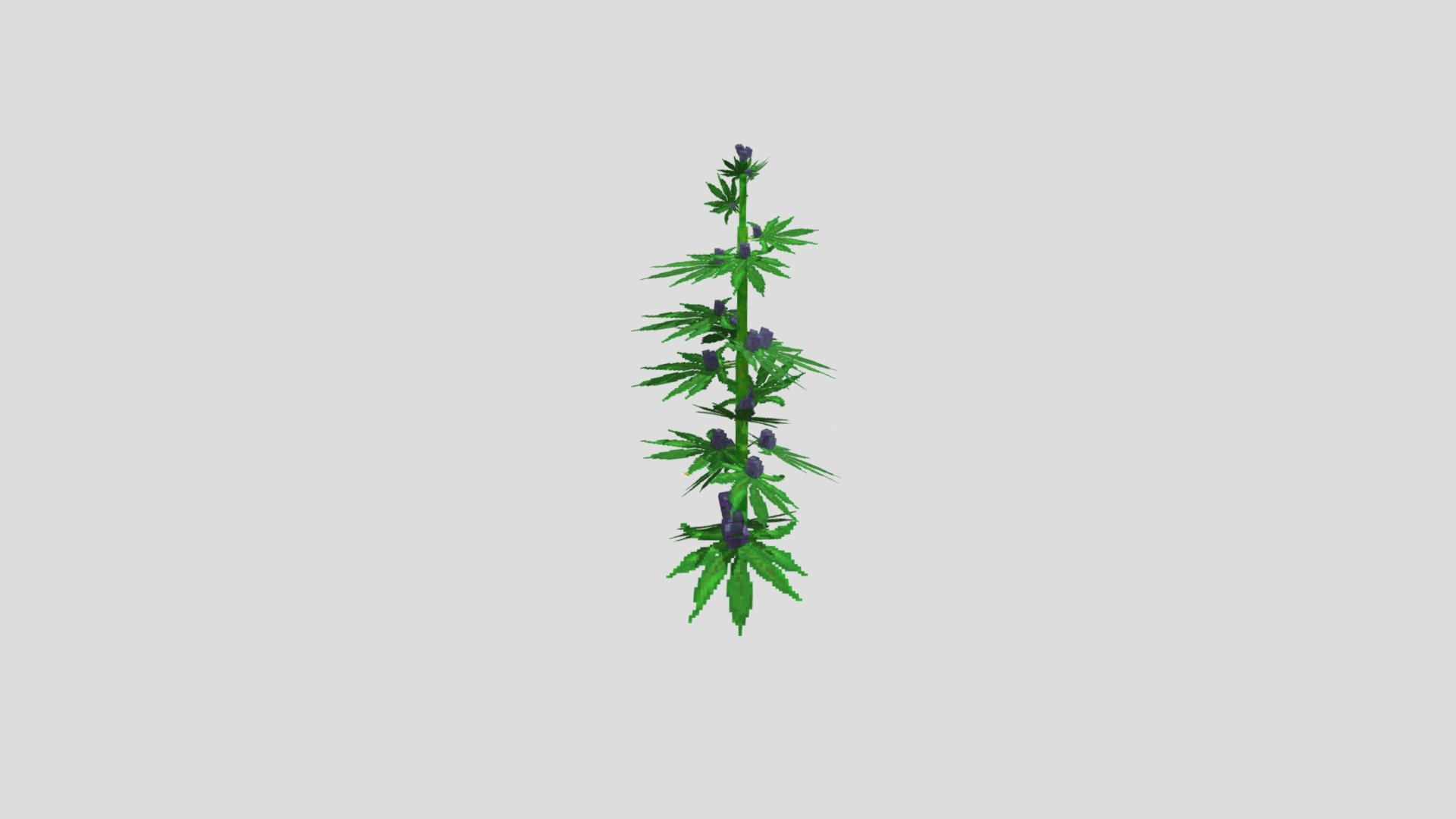 Cannabis plant Hybrid - 3D model by Nohnmann [abf73b2] - Sketchfab