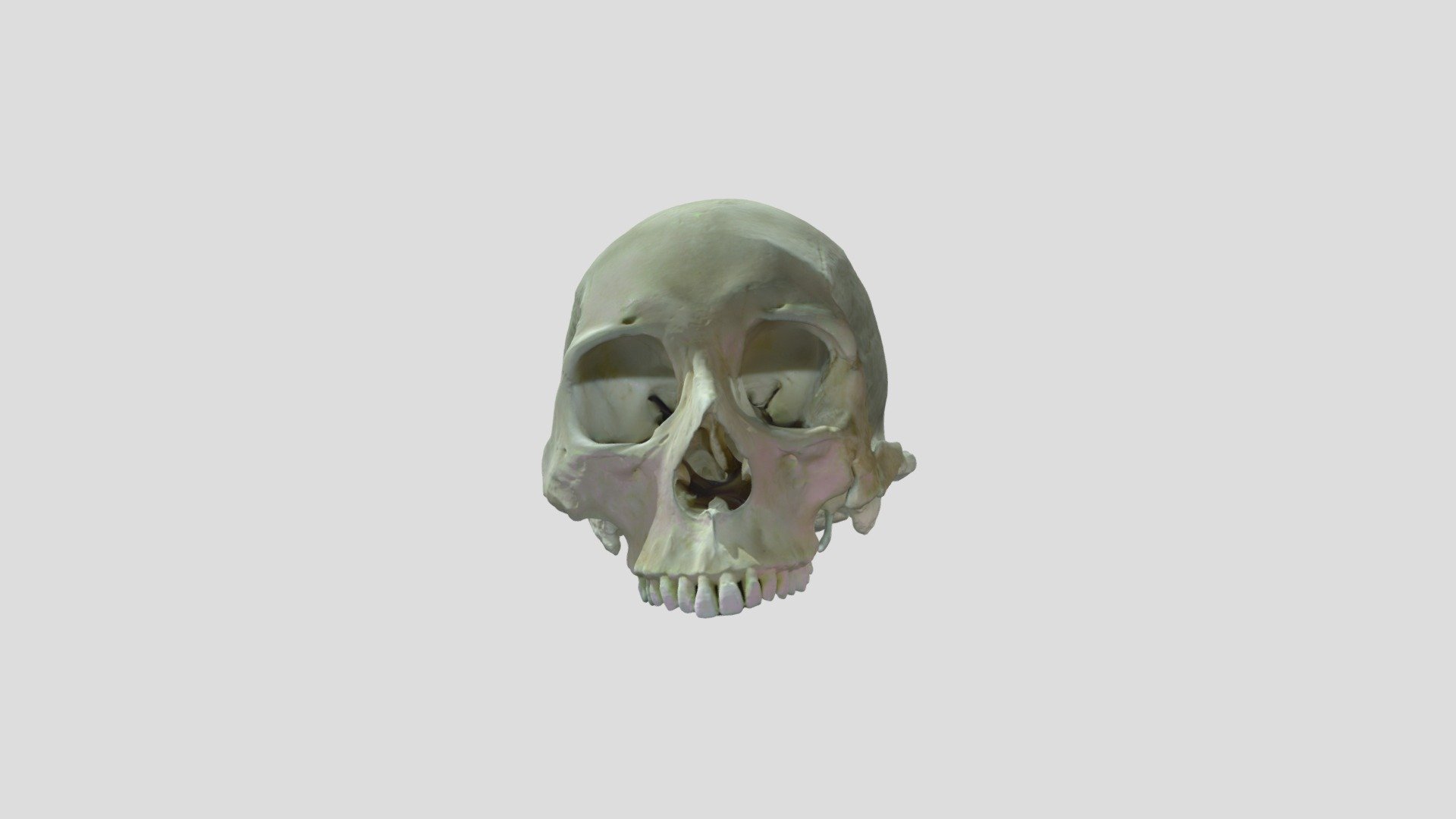 Skull Cast ES - 3D model by SLCC Instructional Media ...