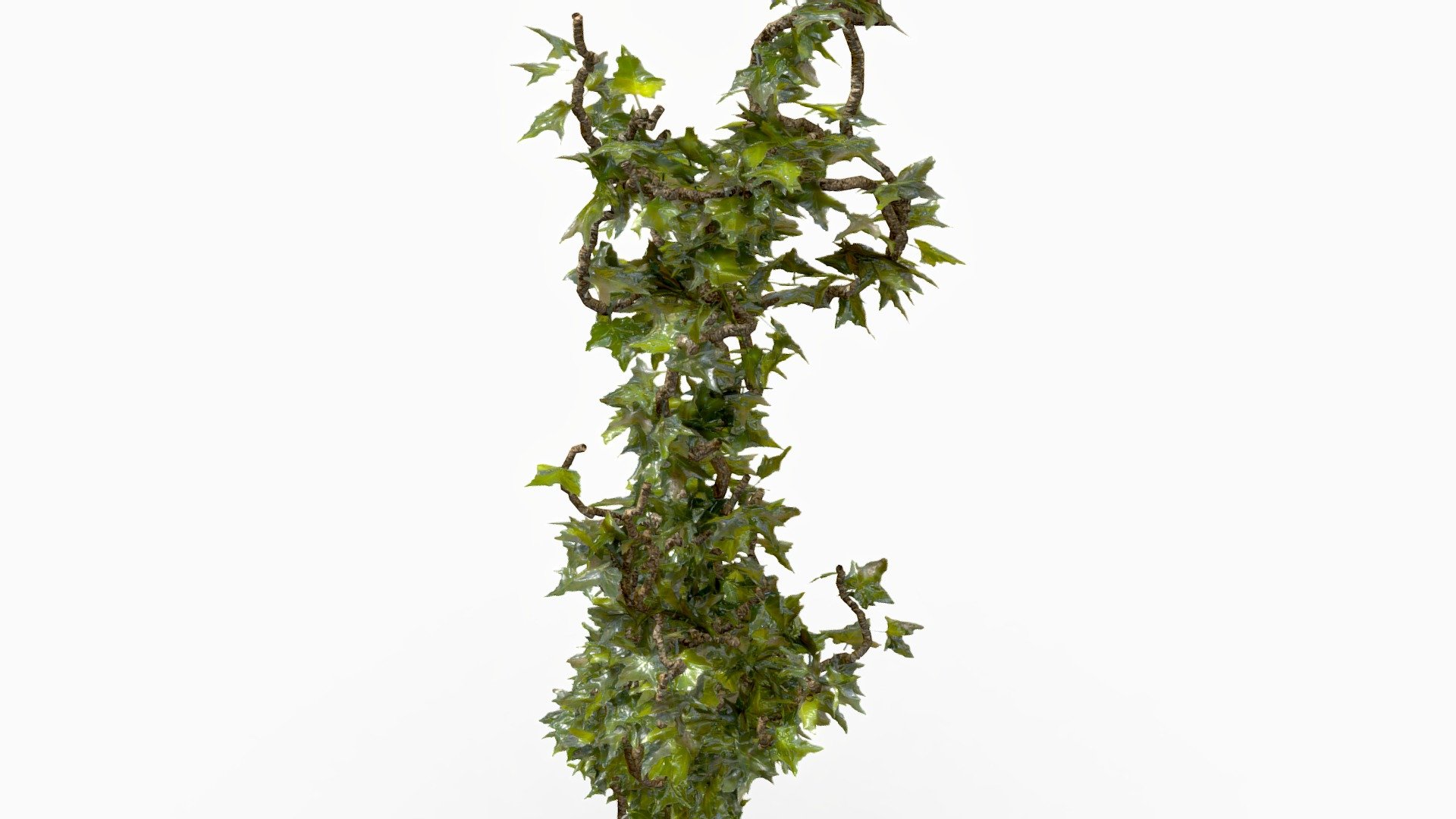 Creeping Ivy - 4 - Buy Royalty Free 3D model by SM5 by Heledahn ...