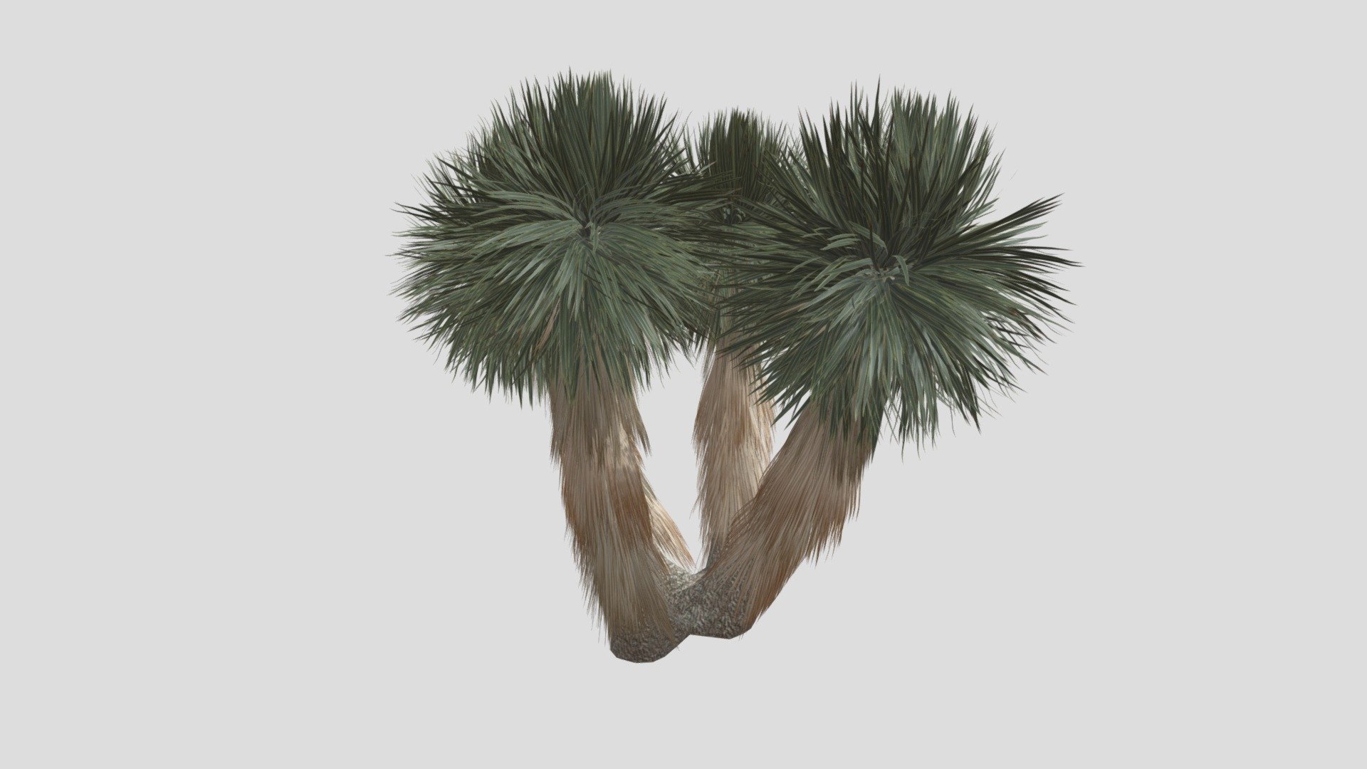 3 Head Beaked Yucca - Yucca Rostrata - 3D model by LocalPlantSupply ...