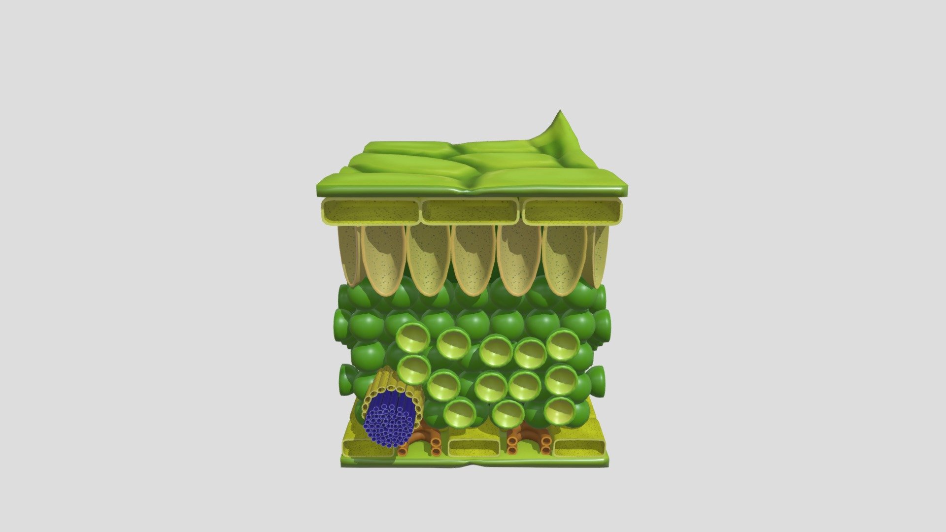 Leaf Structure1 - 3D model by ratna.puspita38 [ac04eef] - Sketchfab