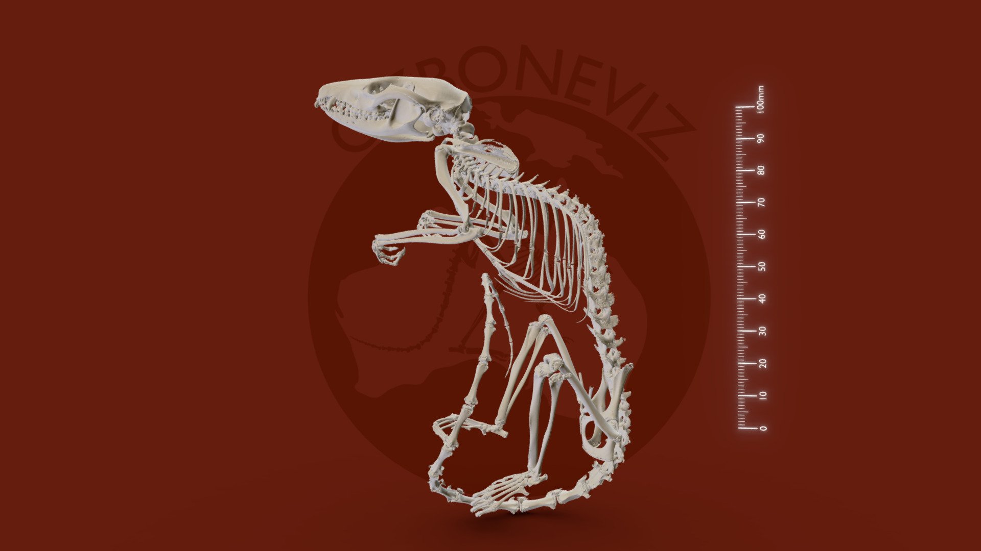 Short-furred dasyure skeleton - 3D model by Ozboneviz [ac0ae44] - Sketchfab