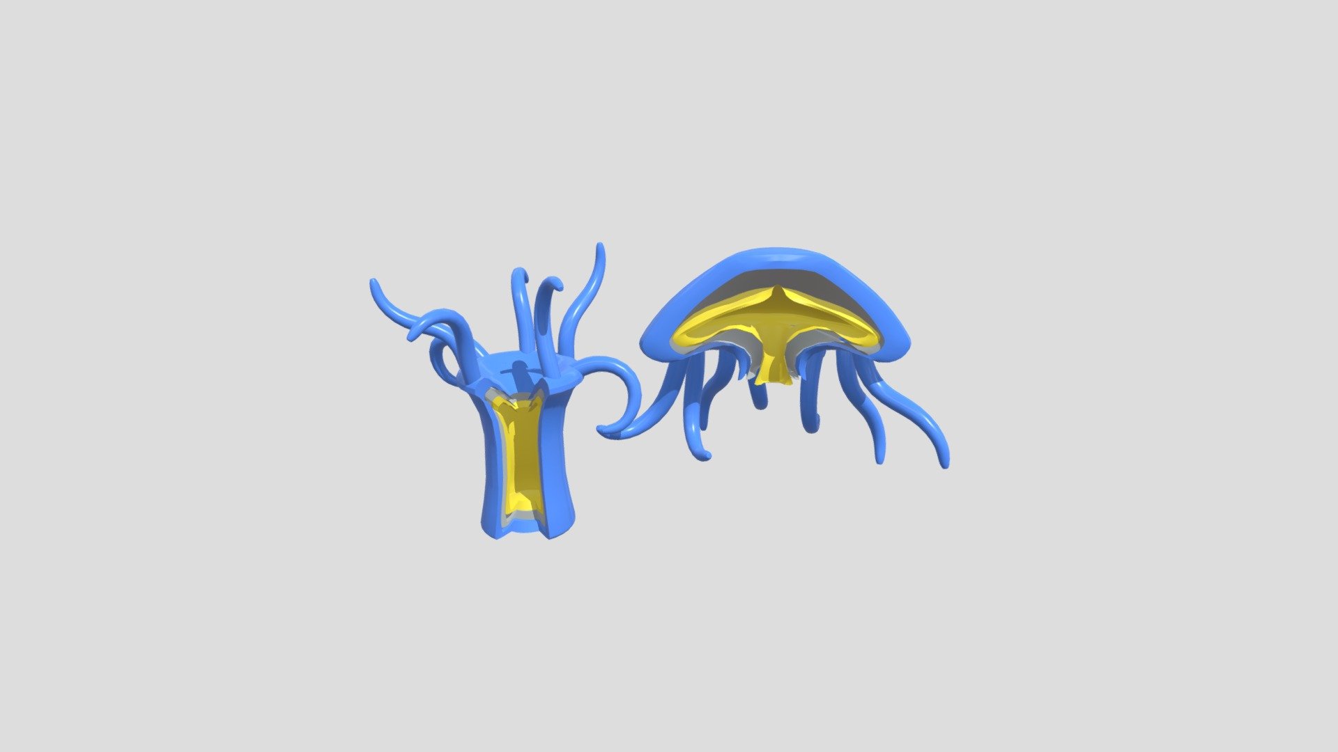 Cnidário - Download Free 3D model by Davyd.Silva [ac0ca03] - Sketchfab