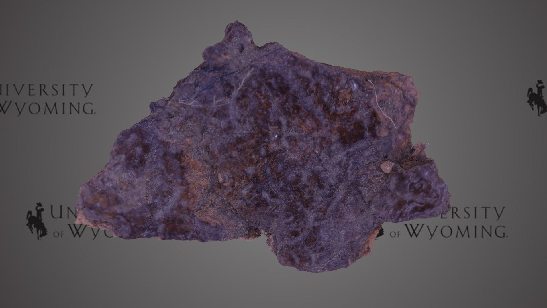UW 34391, Skin Impression #3 - Download Free 3D model by University of ...
