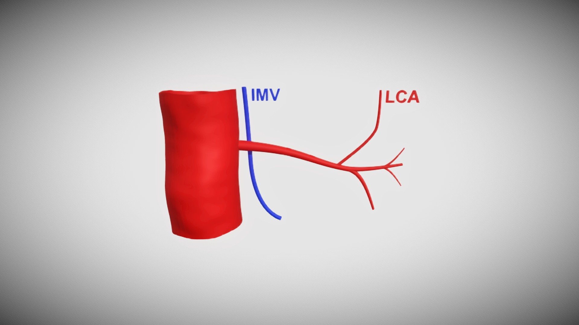 LCA far - 3D model by petesanatomy [ac105d8] - Sketchfab