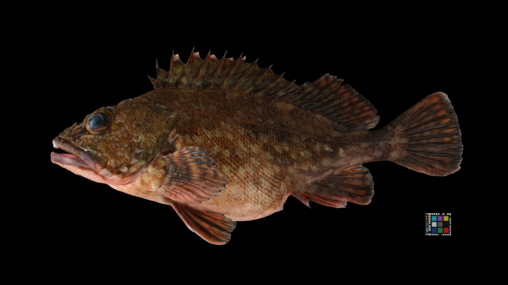 カサゴ ♀ Marble Rockfish, Sebastiscus marmoratus - Download Free 3D model ...