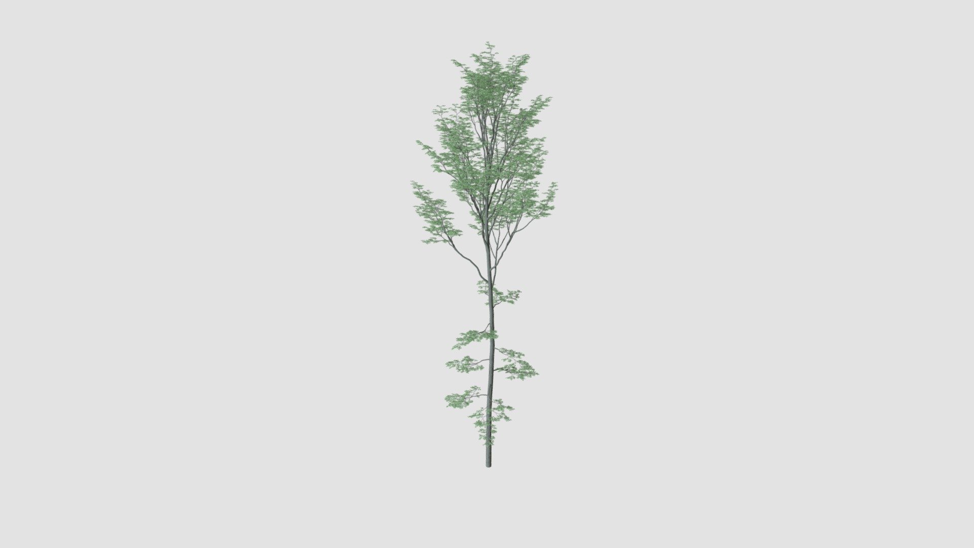 Tree - Buy Royalty Free 3D model by Evermotion [ac1a11e] - Sketchfab Store