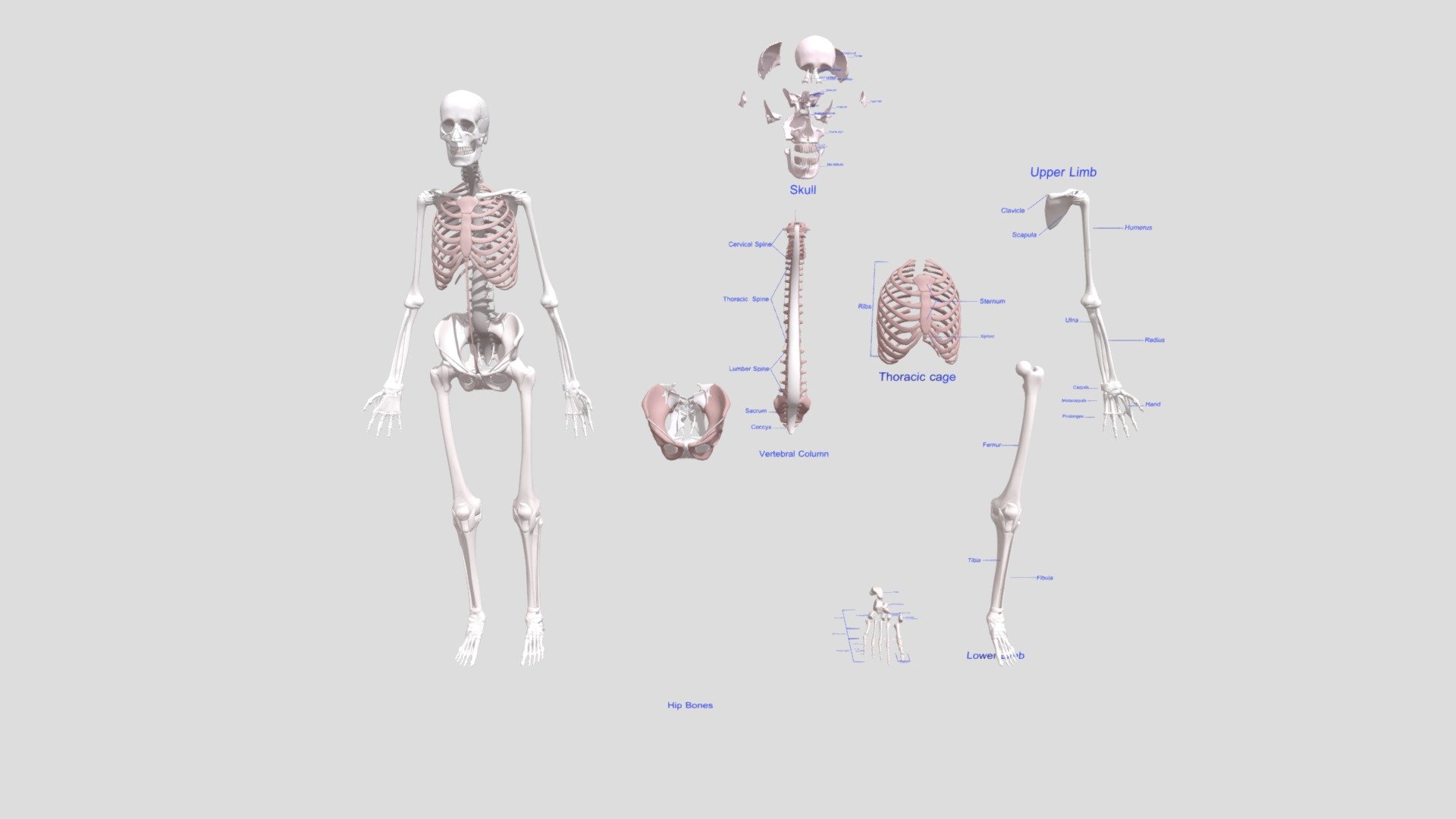 Human-skeleton-system-and-ligaments - 3D model by Dien [ac1f355 ...