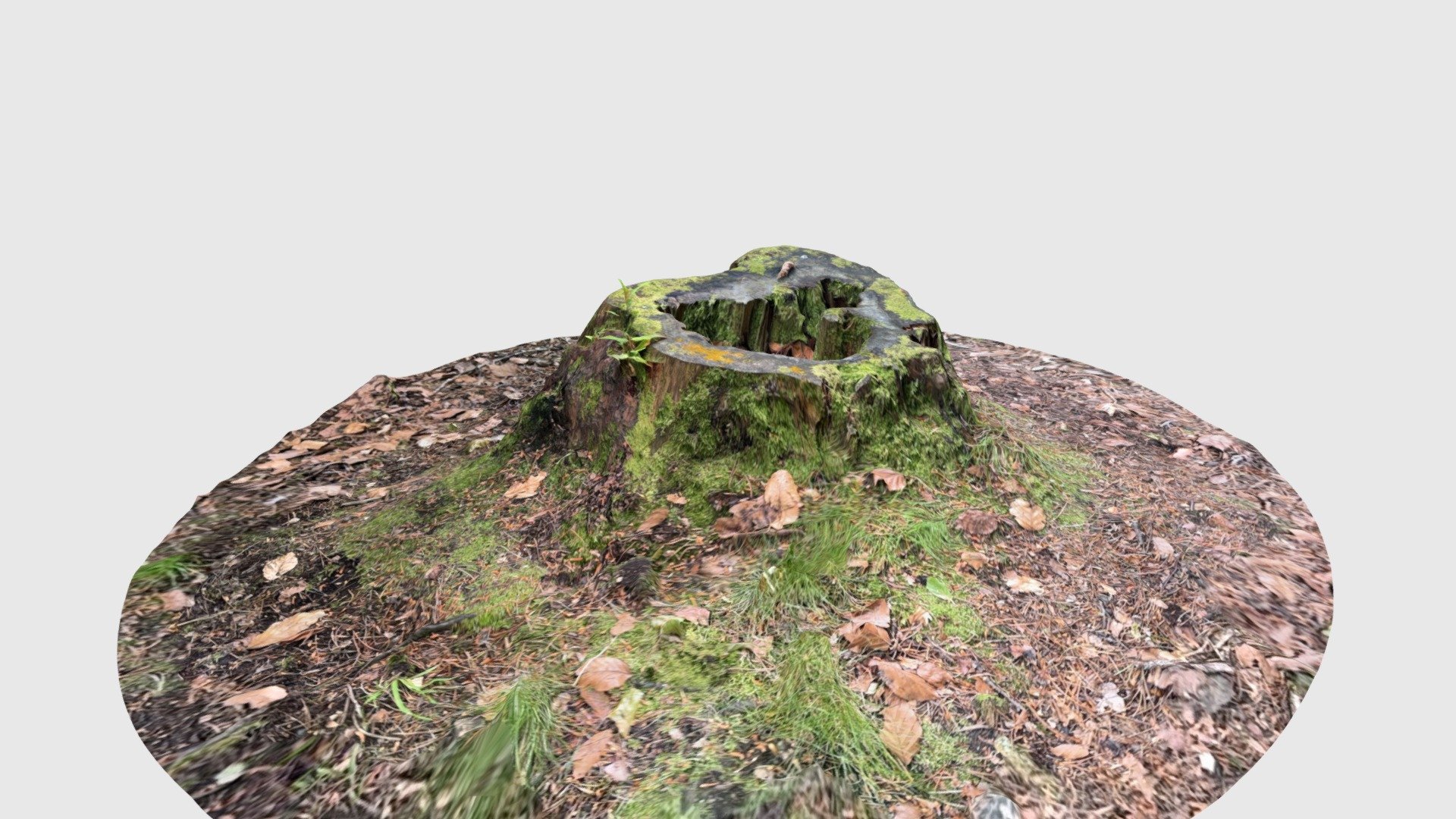 Rotting Tree Stump - Download Free 3D model by EwanLejkowski [ac26895 ...