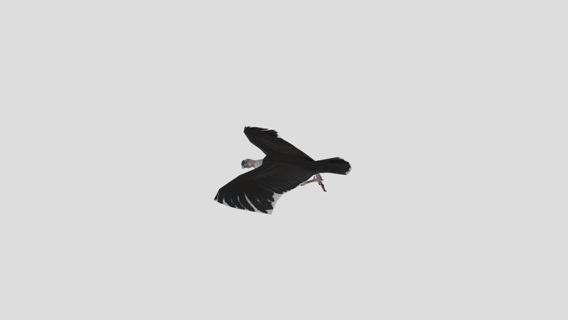 condor_02 - 3D model by ishtiak0011 [ac2a4d1] - Sketchfab