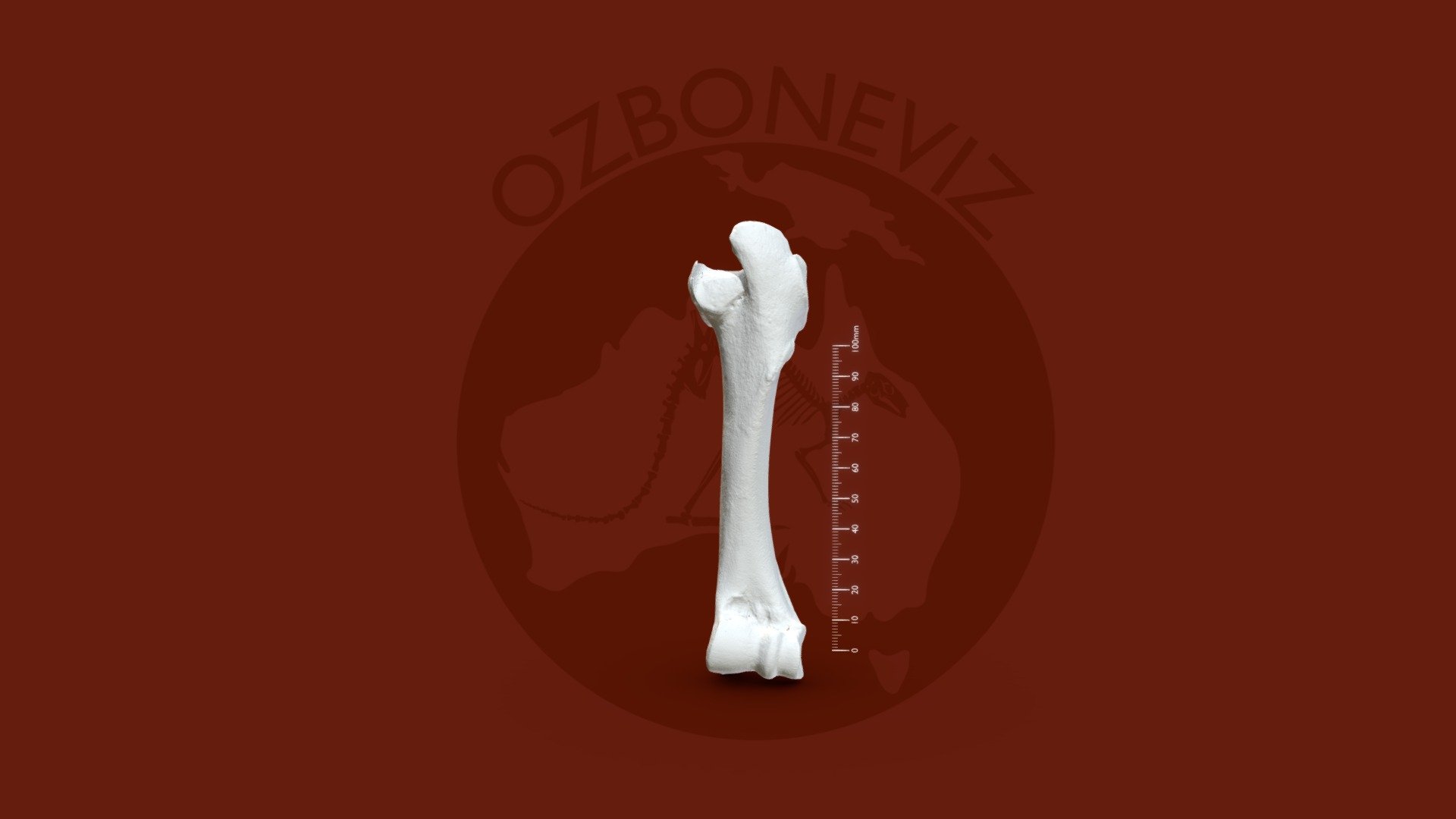 Domestic sheep humerus - 3D model by Ozboneviz [ac398ff] - Sketchfab