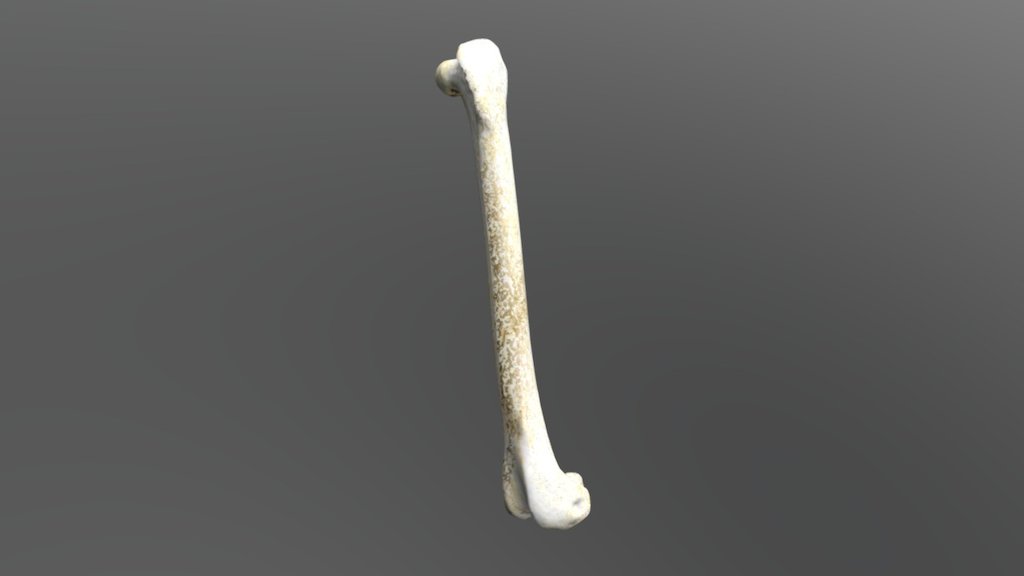 Bird Femur (VCU_3D_2570) - Download Free 3D model by Virtual Curation ...
